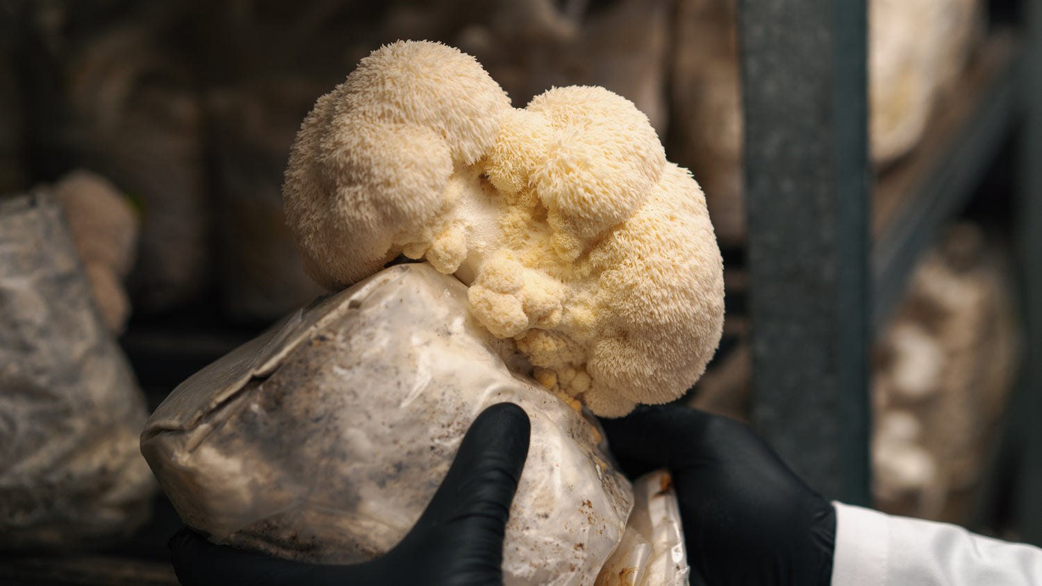 Can Lion’s Mane Mushroom Get You High? – Mush Mouth